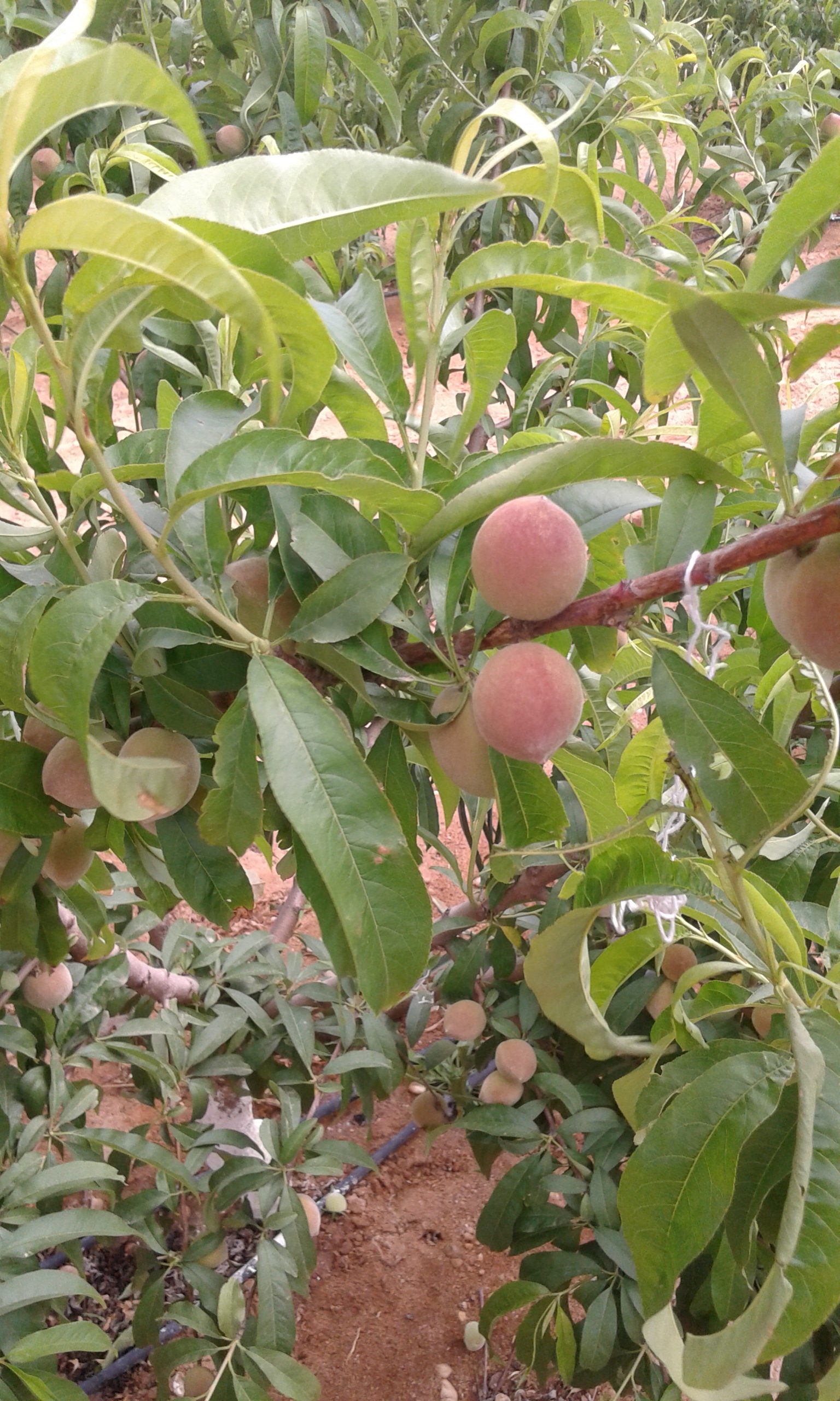 اجروكسيلاتو K - Dotra